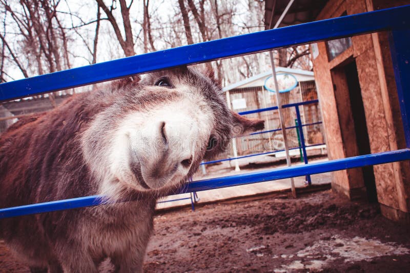 Beast Animal Farm Rodent Home Stock Photo - Image of brute, elegance ...