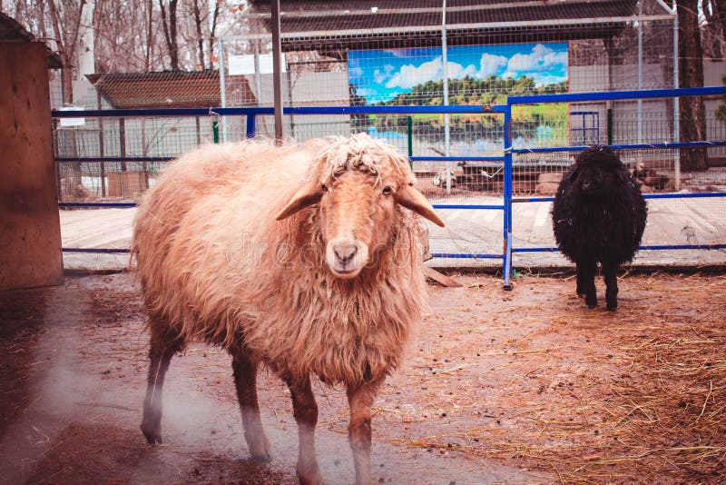 Beast Animal Farm Rodent Home Stock Photo - Image of food, insect: 52015834