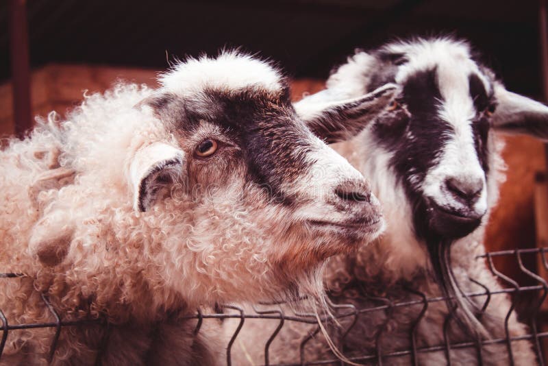 Beast Animal Farm Rodent Home Stock Image - Image of activity, head ...