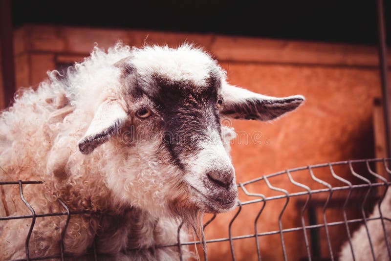 Beast Animal Farm Rodent Home Stock Photo - Image of color, ideas: 52016616