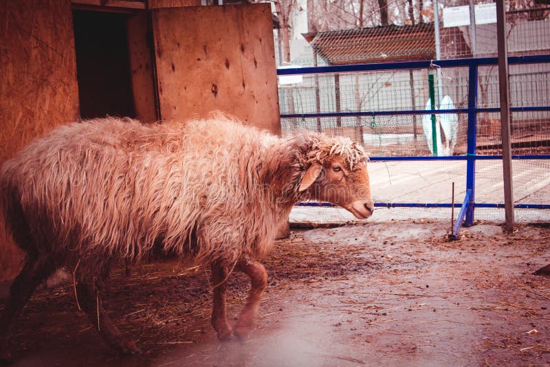 Beast Animal Farm Rodent Home Stock Photo - Image of culture, allegory ...