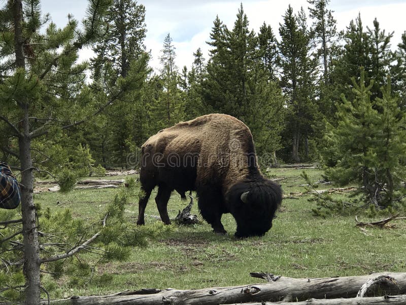 Beast without the Beauty - Bison Stock Photo - Image of national ...