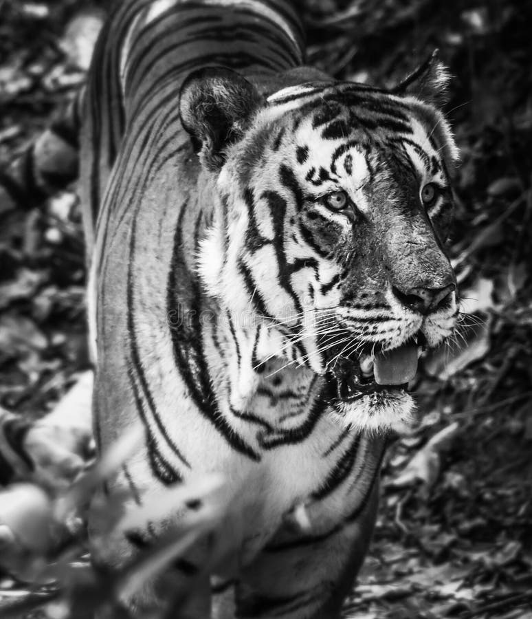 Beast in the wild stock image. Image of wild, tiger - 148200997