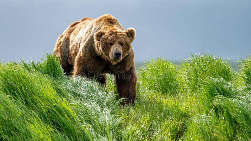 Beat Up Old Brown Bear in the Grass Stock Photo - Image of protected ...