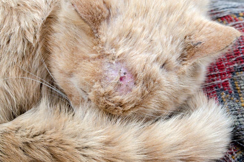 Beaten Cat with a Wound on the Head Stock Image - Image of veterinarian ...