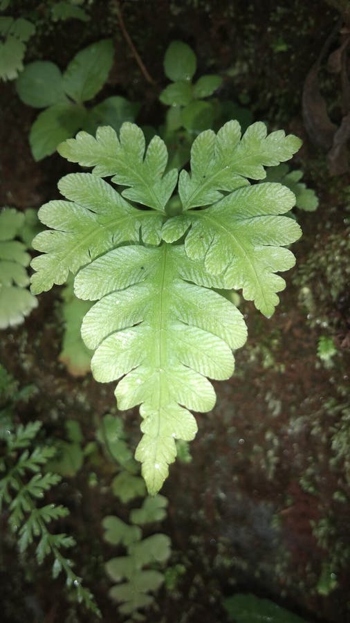 Adan Unique Stock Photos - Free & Royalty-Free Stock Photos from Dreamstime