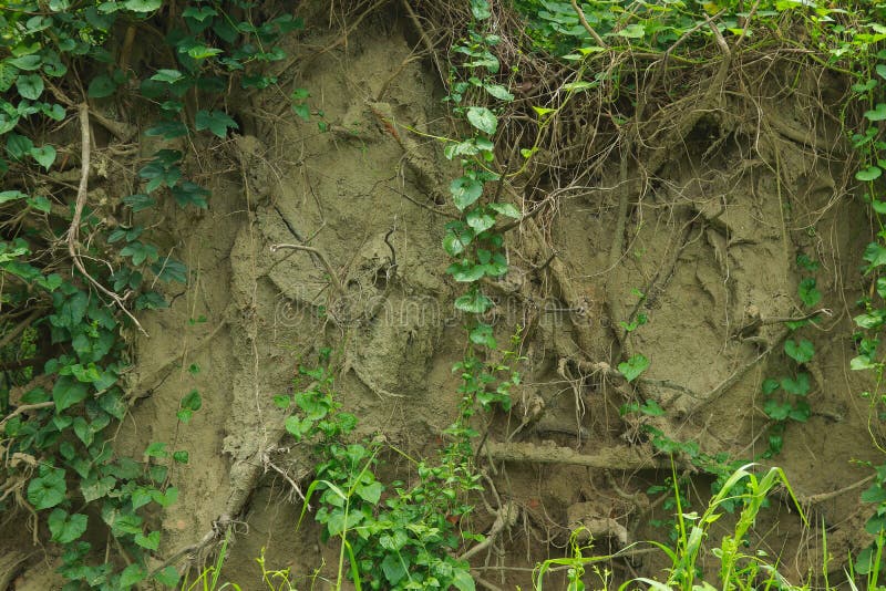 Plants is Growing in the Wall Made of Mud Stock Photo - Image of leaves ...