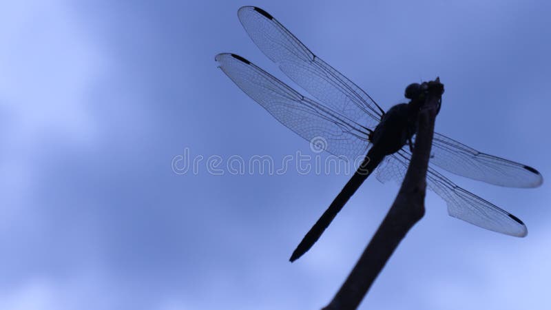 Beatiful blue dragonfly stock photo. Image of arthropod - 267812360