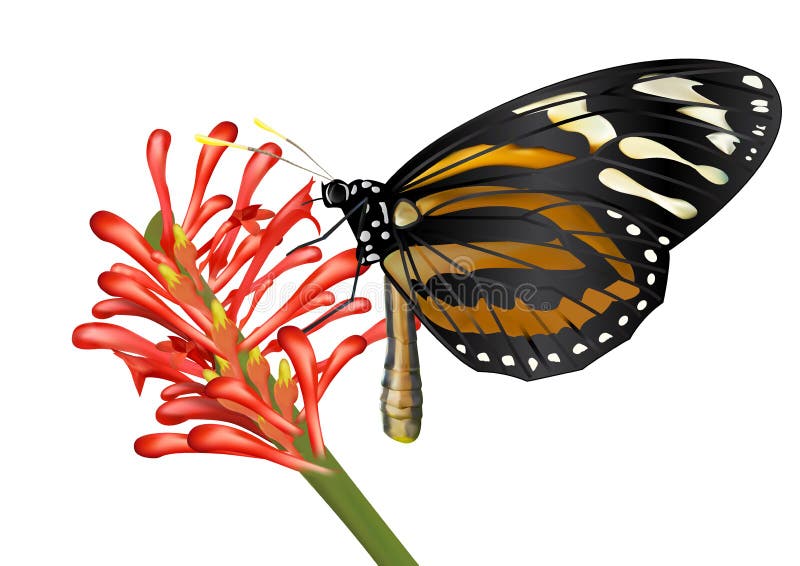 Lizard stock vector. Illustration of tropical, vector - 12276144