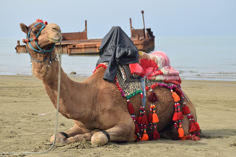 Beatiful camel stock photo. Image of cute, iran, south - 170314038
