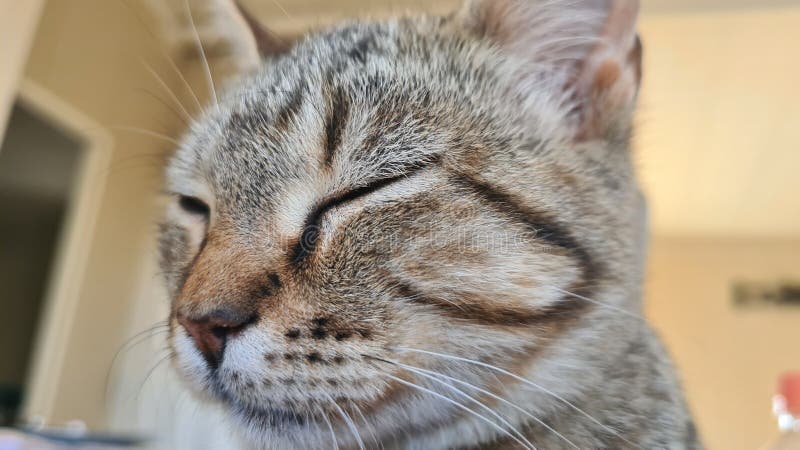 Beatiful Cats Closing Its Eye Stock Image - Image of beatiful, dream ...