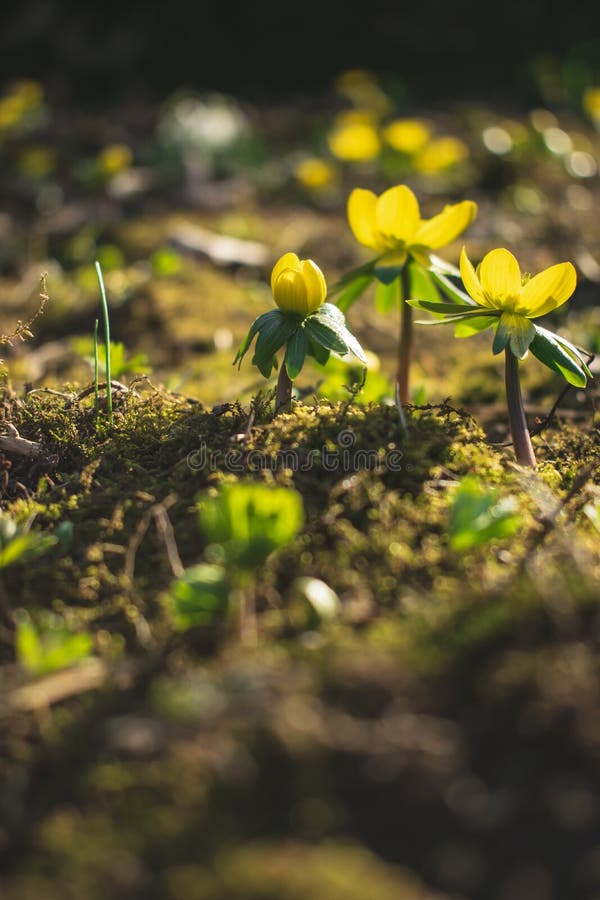 Beatiful Close Up Yellow Spring Flowers Stock Photo - Image of flora ...