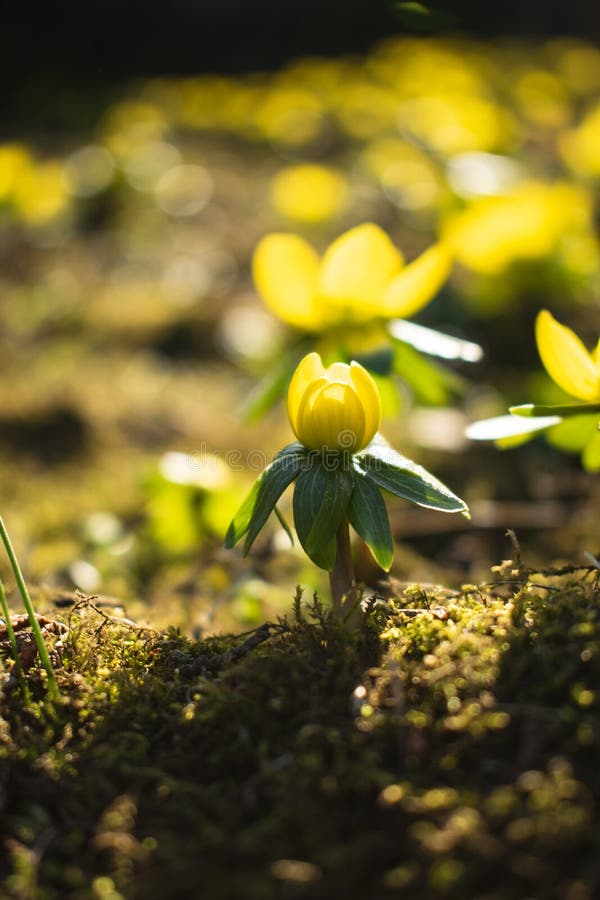 Beatiful Close Up Yellow Spring Flowers Stock Image - Image of flora ...