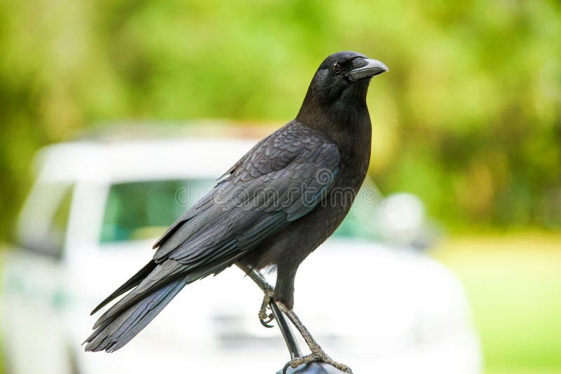 Beatiful Crow stock photo. Image of carrion, wild, isolated - 35277318