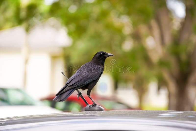 Beatiful Crow stock image. Image of bird, wing, animal - 35277339