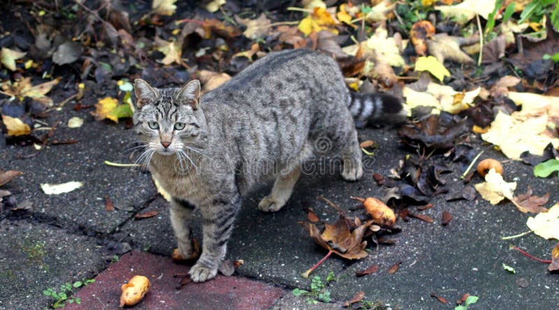 Beatiful gray house cat stock image. Image of hunting - 79937329