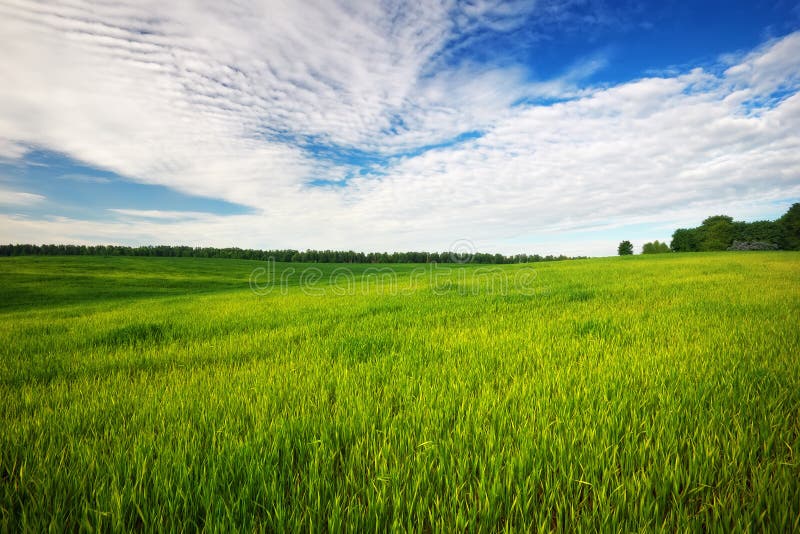 Beatiful Green Field with Blue Sky. Stock Photo - Image of grass, field ...