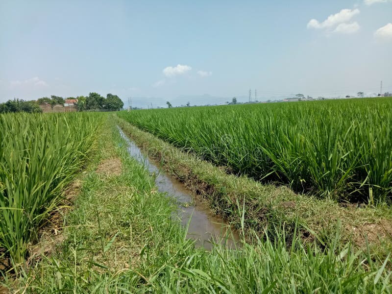 Beatiful Green rice fields stock photo. Image of bandung - 257532390