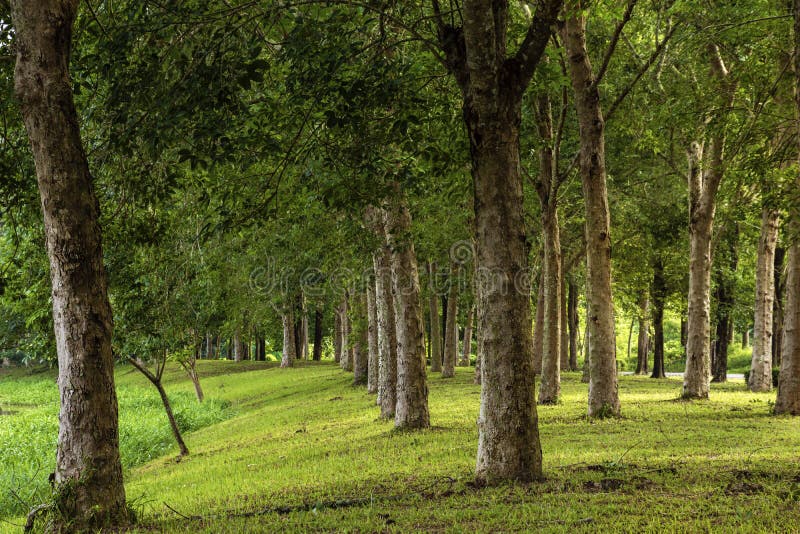 Beatiful Green Tree in Park with Sunlight in the Morning Stock Photo ...