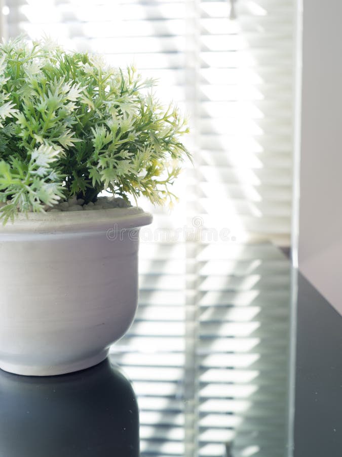 Beatiful Leaf and White Vase with Shade and Shadow Light. Stock Photo ...