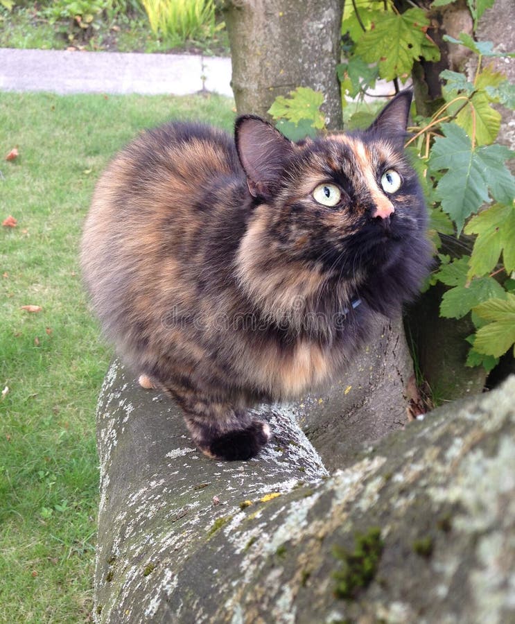 Beatiful Little Kitty Hunting Stock Photo - Image of hunting, plant ...