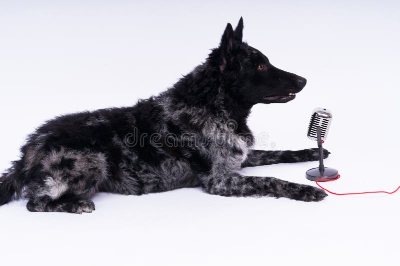 Beatiful Mudi Dog Singing into a Microphone in Studio Ehite Background ...