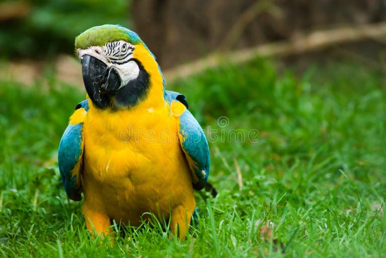 Beatiful Parot Stock Photos - Free & Royalty-Free Stock Photos from ...