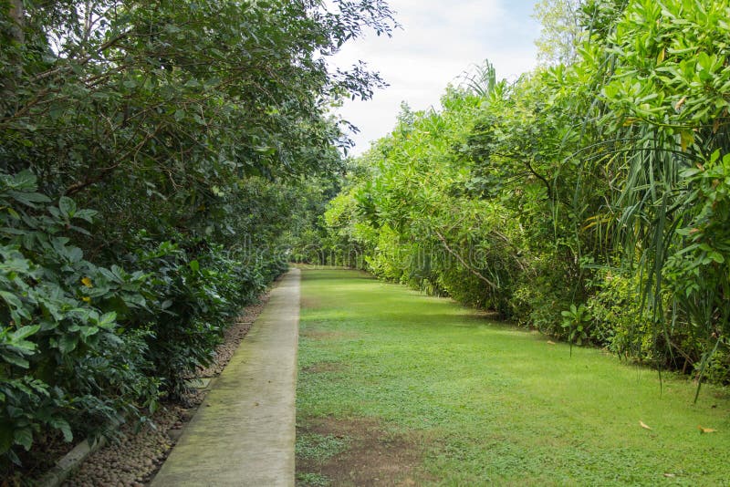 A Beatiful Pathway Under the Trees Stock Image - Image of tree ...