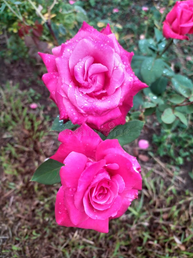Beatiful pink roses stock image. Image of petal, roseesarden - 261936917