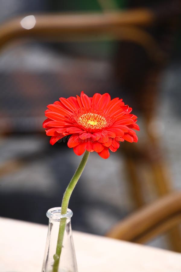 Beatiful Red Flower in a Glass Vase Stock Image - Image of life, vase ...