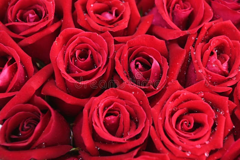 Beatiful Red Rose Background. Stock Image - Image of plant, botany ...