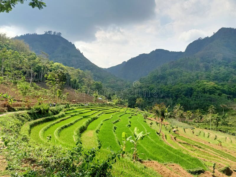 Beatiful Rice Field and Mountain Stock Image - Image of landscape ...