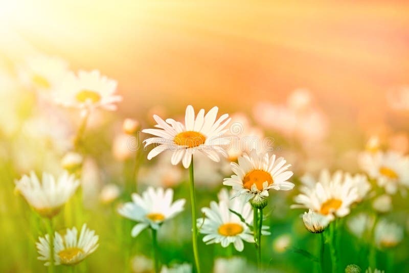 Beatiful spring daisy stock photo. Image of march, environment - 41655350