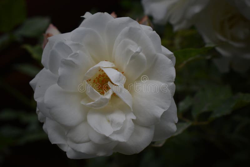Beatiful White Rose Flower Detail Shot Stock Photo - Image of white ...