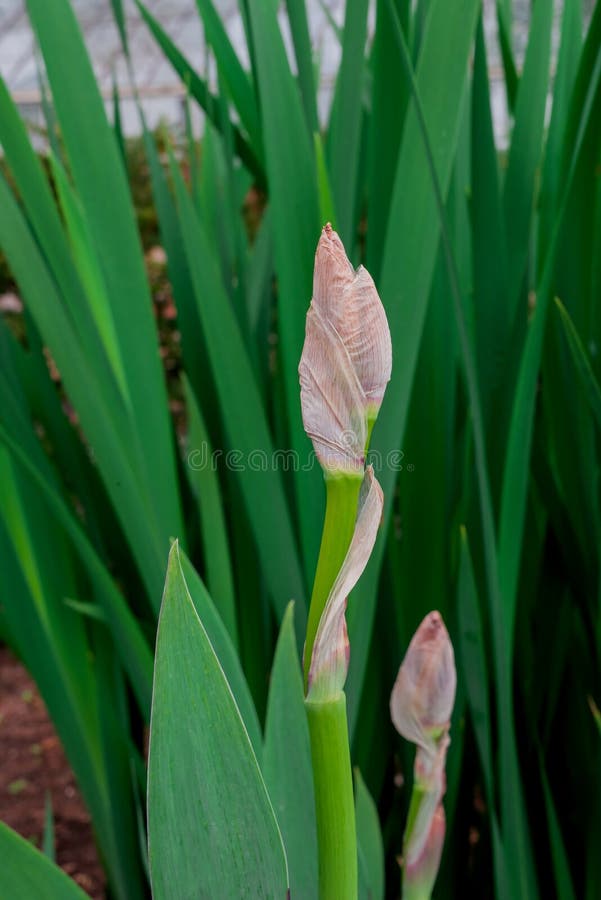 A Beatiful Yellow Iris Spotted by the Waterside Stock Image - Image of ...