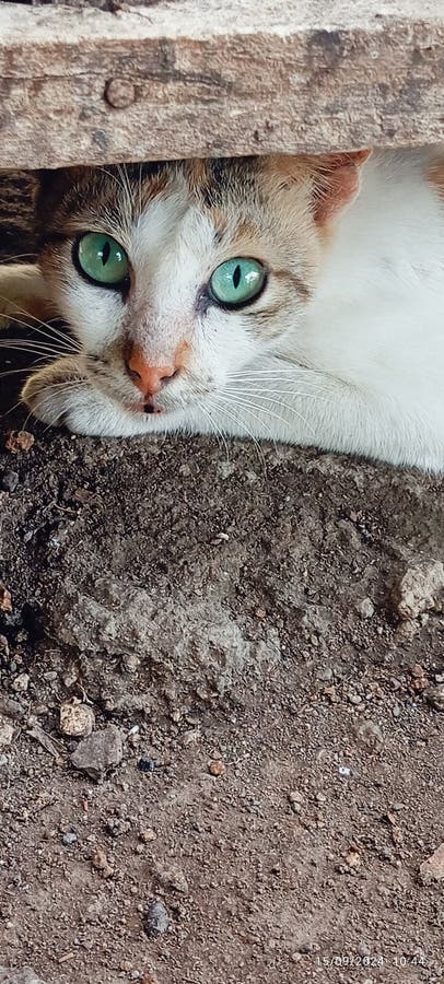 Beatifull cat stock image. Image of wildcat, wildlife - 336759037