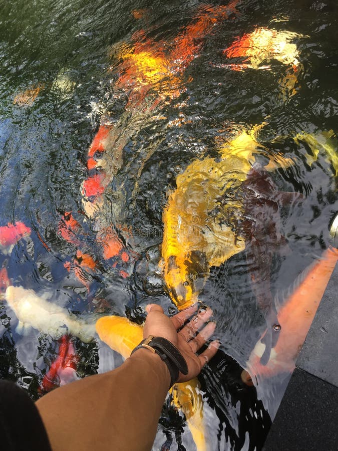 Say hello with koi fish stock photo. Image of hello - 265902264