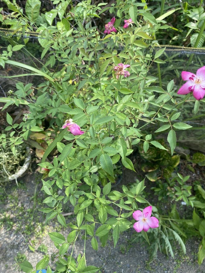 Beatifull ross stock image. Image of wildflower, shrub - 353768075