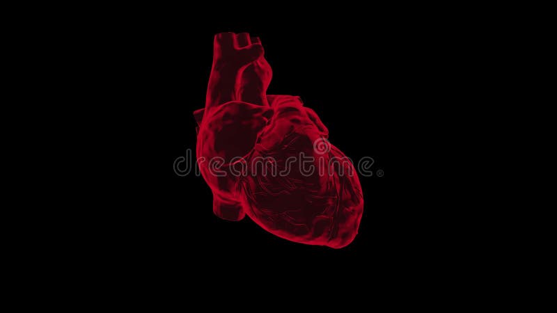 Beating Human Heart with Alpha Channel Seamless Loop. Stock Footage ...