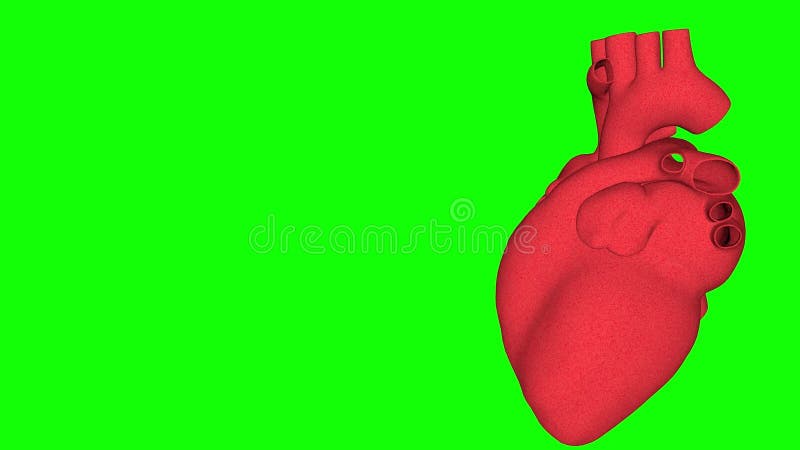 Beating Human Heart with Blue Screen and Copy-space for Text. Stock ...