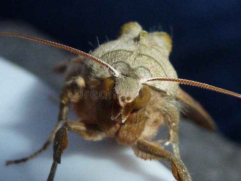Beatle stock photo. Image of small, macro, feeler, animal - 83234054