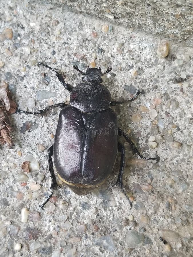 Large beatle on stump stock photo. Image of texture, shiny - 69586986
