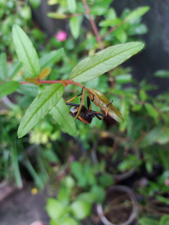 Beatle stock image. Image of amazon, beatle, green, garden - 113822281