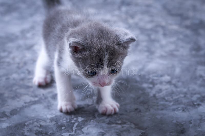 Beau bel animal image stock. Image of yeux, petit, animal - 185248767