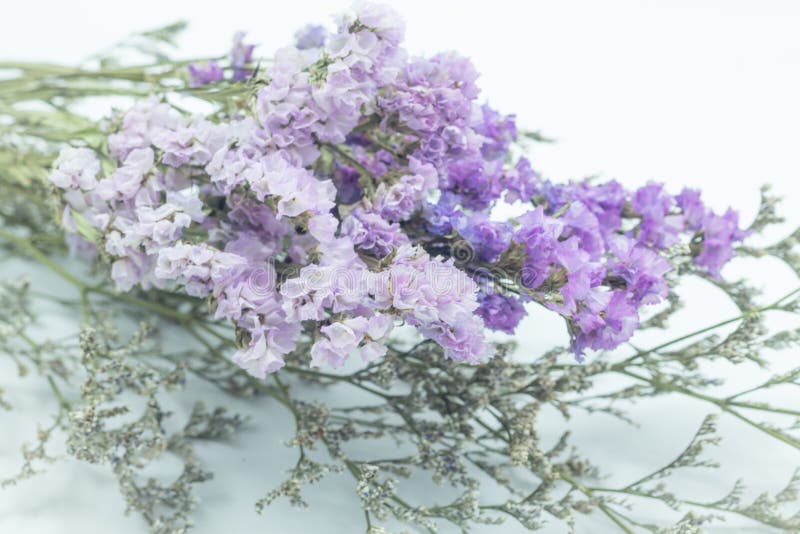 Statice annuel (limonium) photo stock. Image du annuel - 33145922