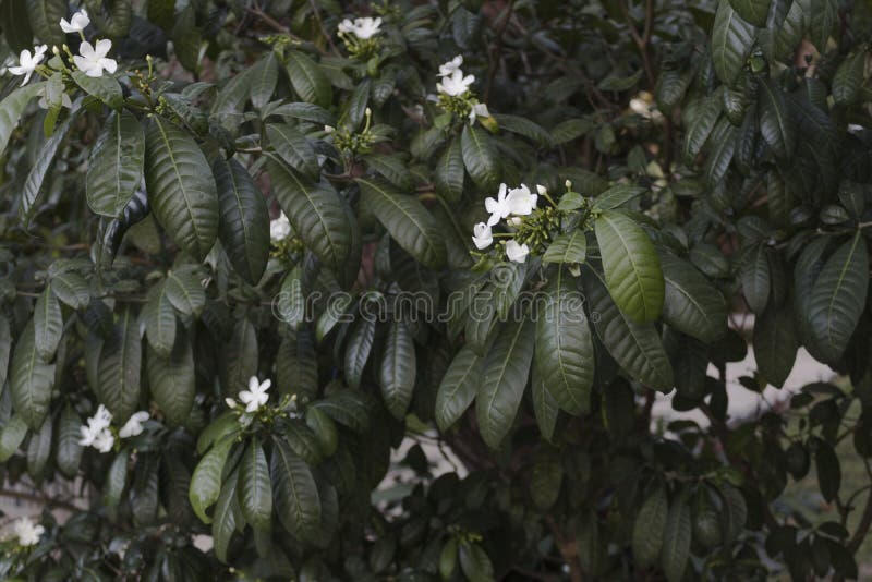 Beau Buisson Avec Les Fleurs Blanches Photo stock - Image du nature ...