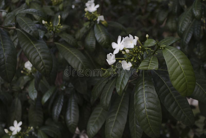 Beau Buisson Avec Les Fleurs Blanches Photo stock - Image du nature ...