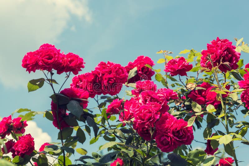 Beau Buisson Avec Les Fleurs Blanches Photo stock - Image du nature ...