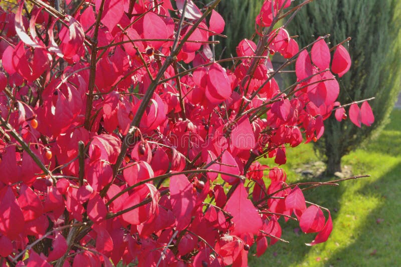 Beau Buisson En Parc D'automne Image stock - Image du végétation ...