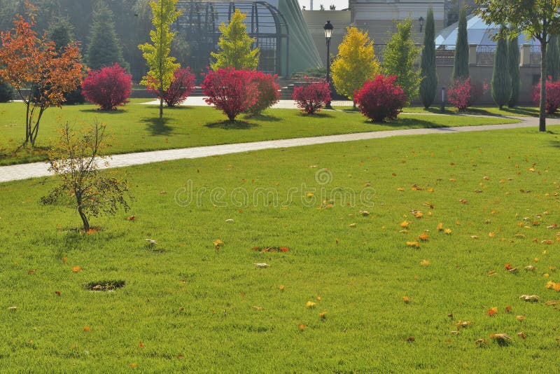 Beau Buisson En Parc D'automne Photo stock - Image du beau, herbe: 46456874
